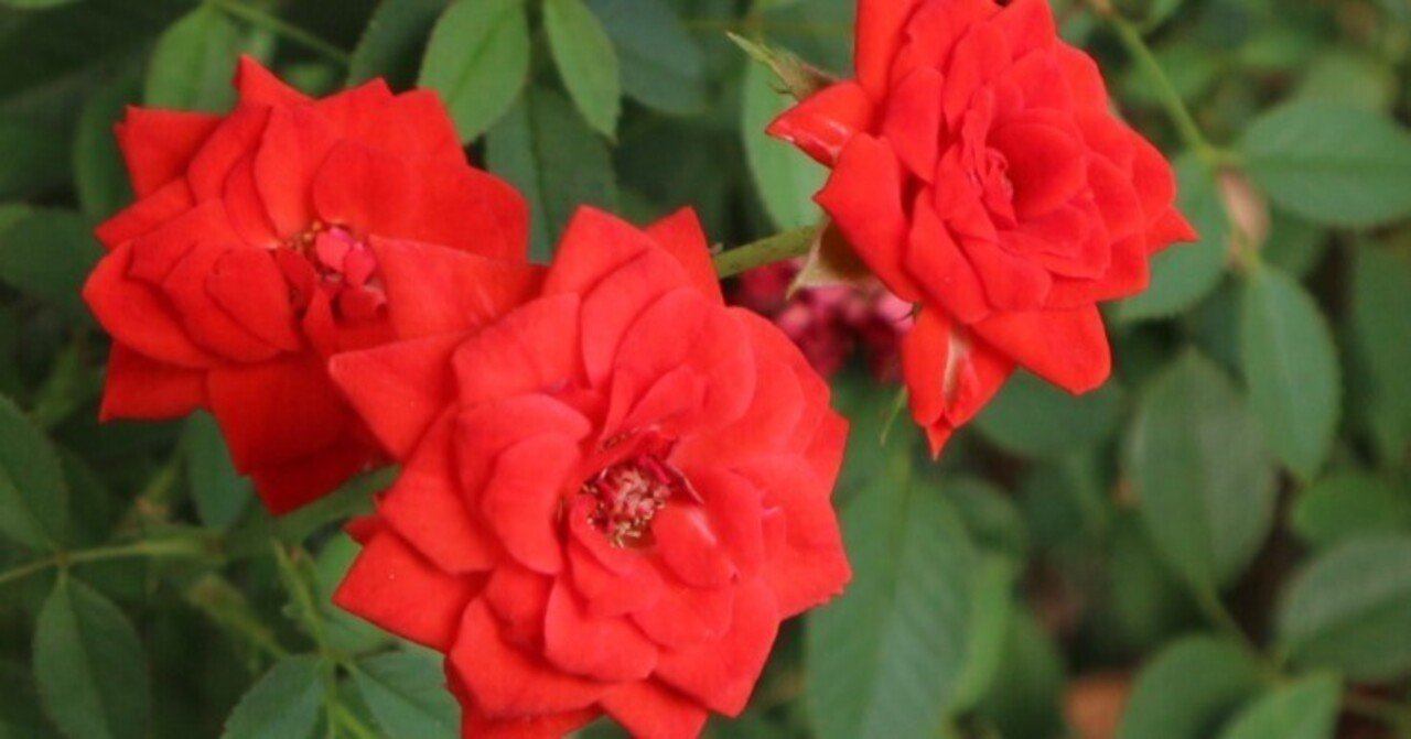 玉置浩二｜mao_asobi