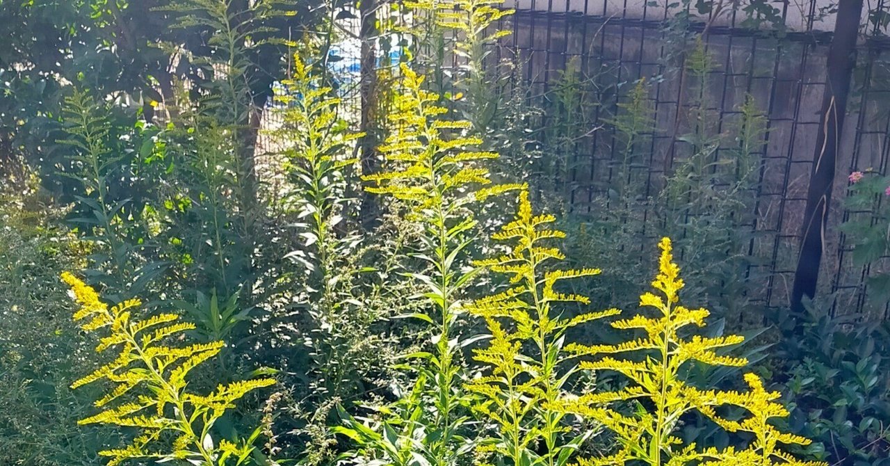 都会のセイタカアワダチソウ｜mao_asobi