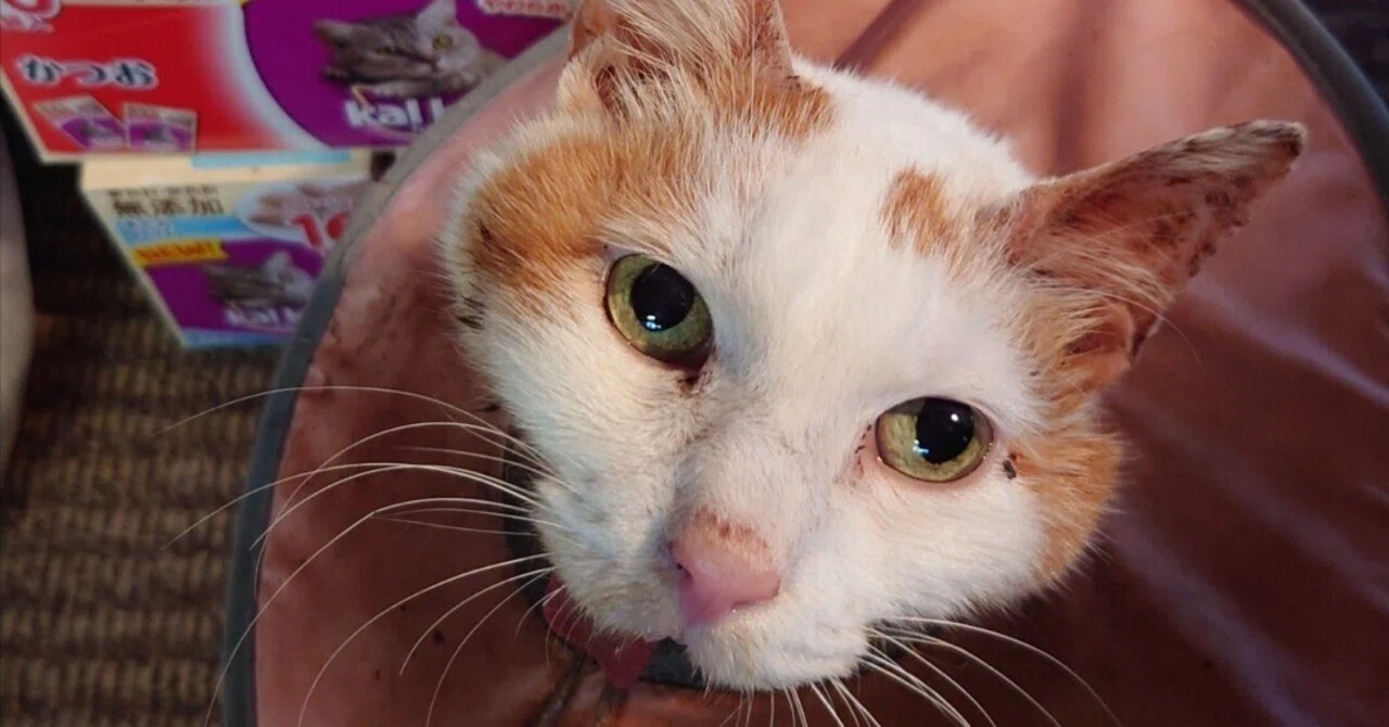 The Decision to Stop the Anticancer Drug Palladia | Feline Squamous ...