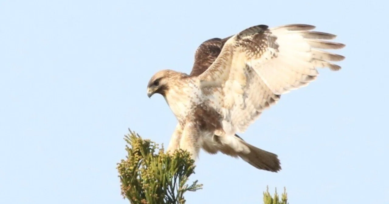 【論文紹介】何が鳥の飛行の多様化を可能にしたのか？：小翼羽に注目して｜Masanori Tatani