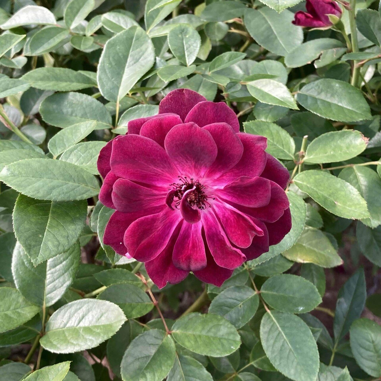 ばら集め⑪秋ばら｜mitako