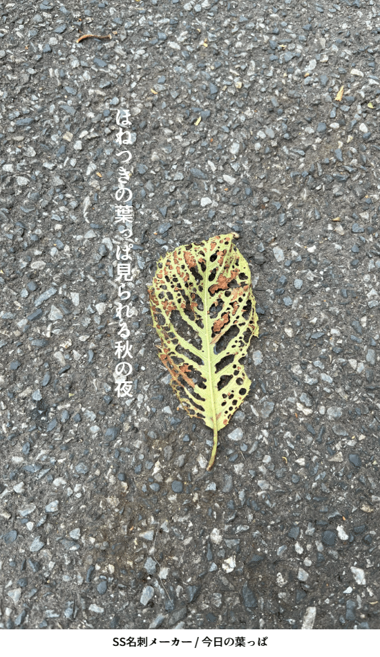 葉っぱさんも寒いかな？ 写真・絵から一句は20日までだよ(´ `*) https://note.com/pupupu0901/n/n23afbaf72ee3 ｜しろくまきりん🐻‍ ️ みんはい ...