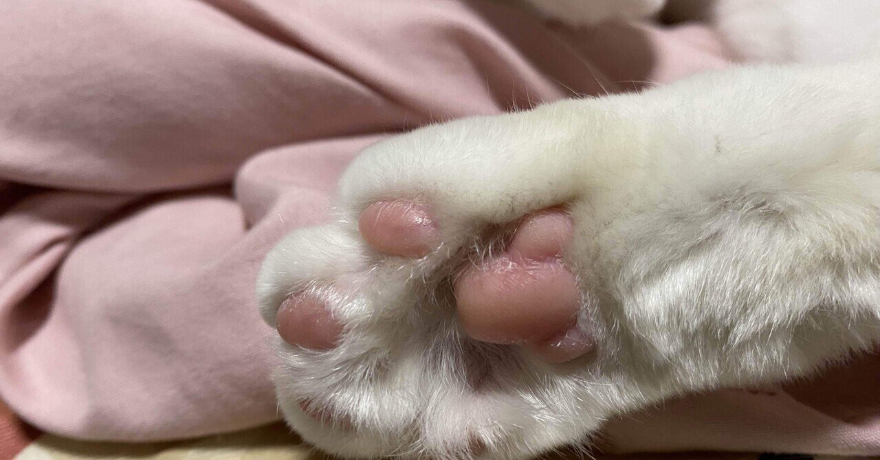 猫おばさんの自己紹介｜seina_tama