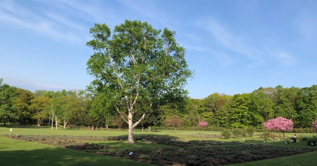 もしも大野智さんが退所という選択をしていた場合を本気で考えみた。｜karin_ochi