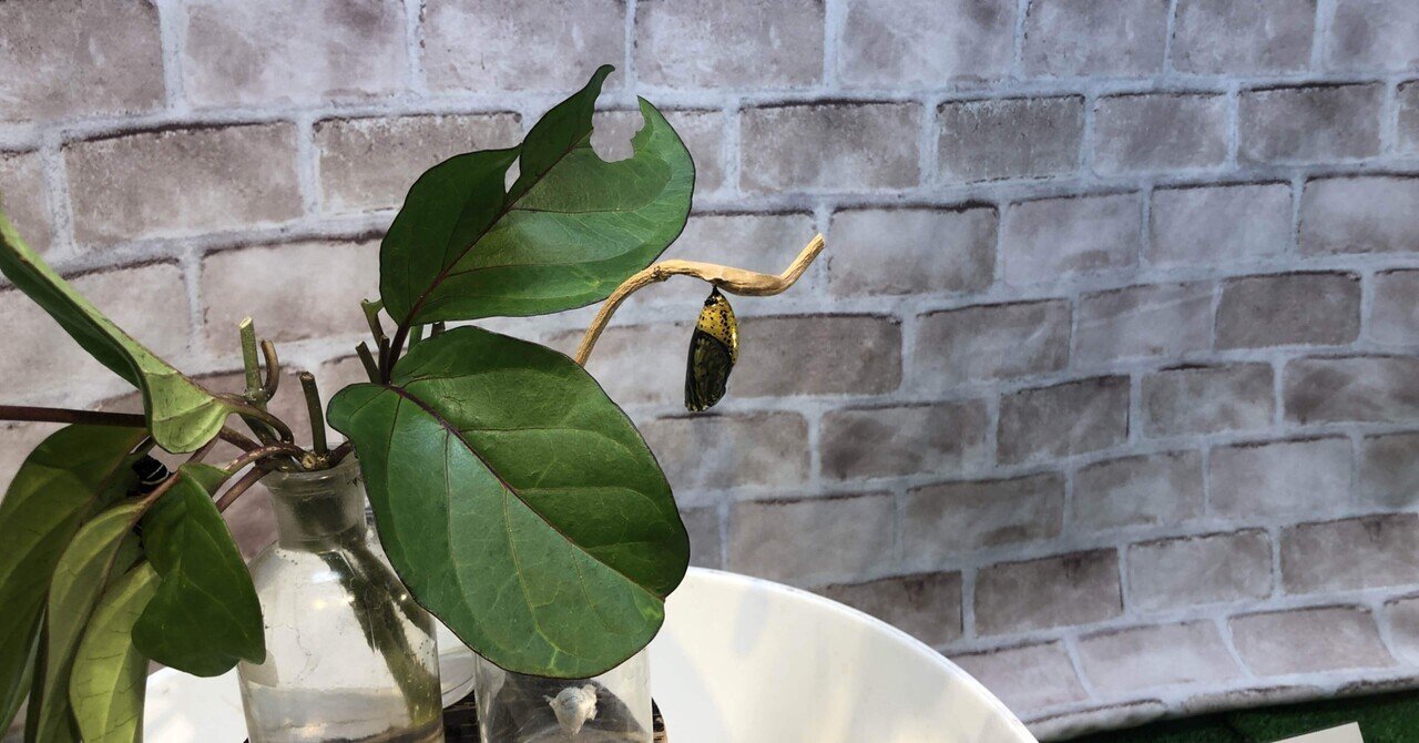 自己満足と社会満足｜Noro Daiki