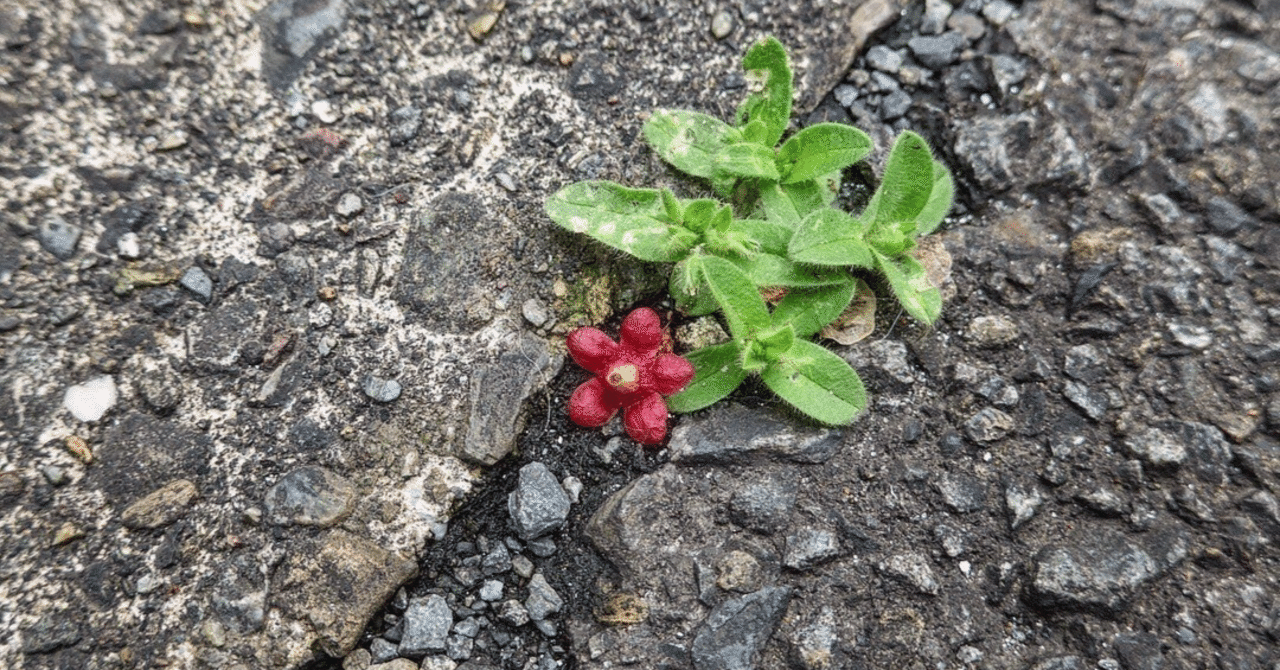 臨戦態勢でいたんだな、、｜スピリットメッセンジャー Chiyoko ちよこ音色