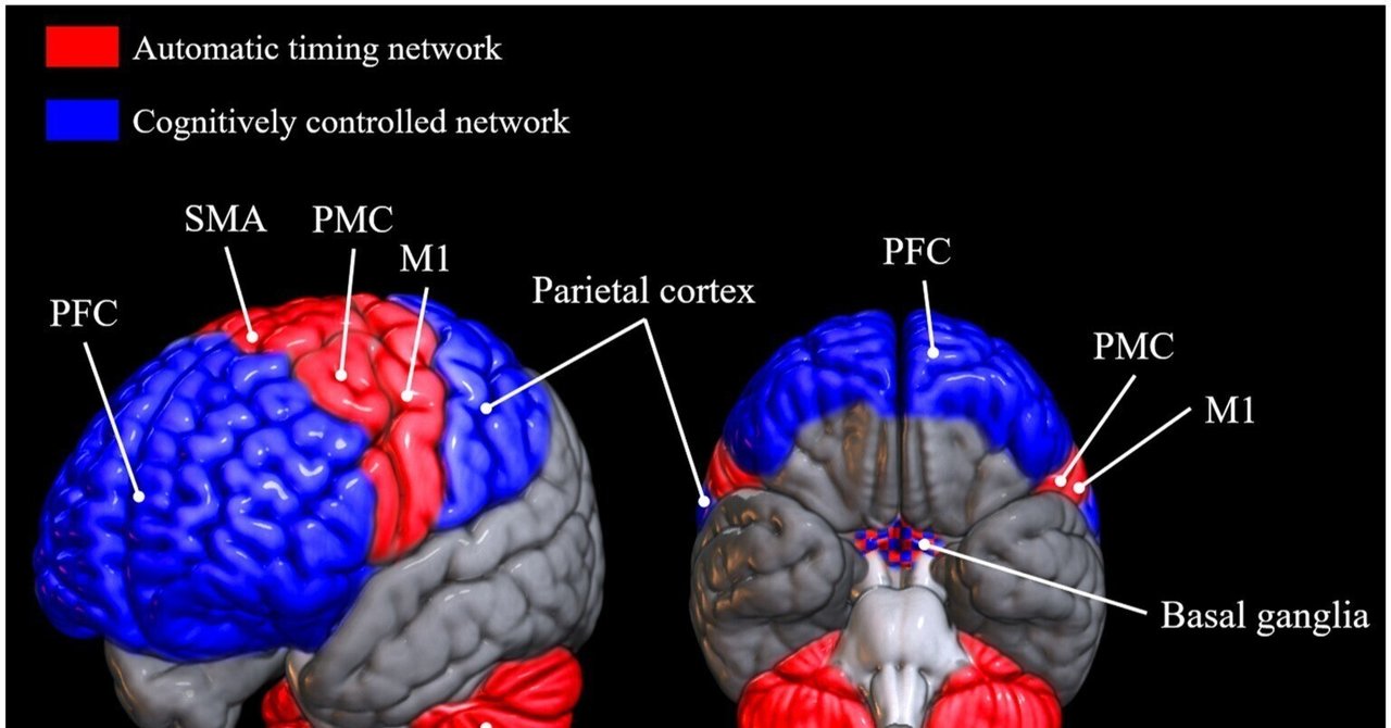 神経認知障害と感覚運動の同期｜Brain storm conditioning 〜 脳からコンディショニング