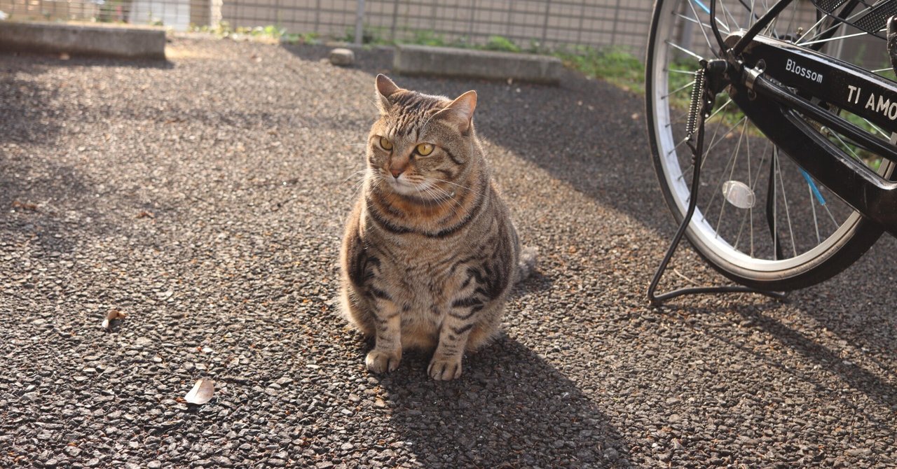 金木犀の幸せ｜紅＝猫の瞳に恋する執事 Ti amo♡ ＃キジトラ ＃note ＃小説 ＃エッセイ ＃猫がいる幸せ