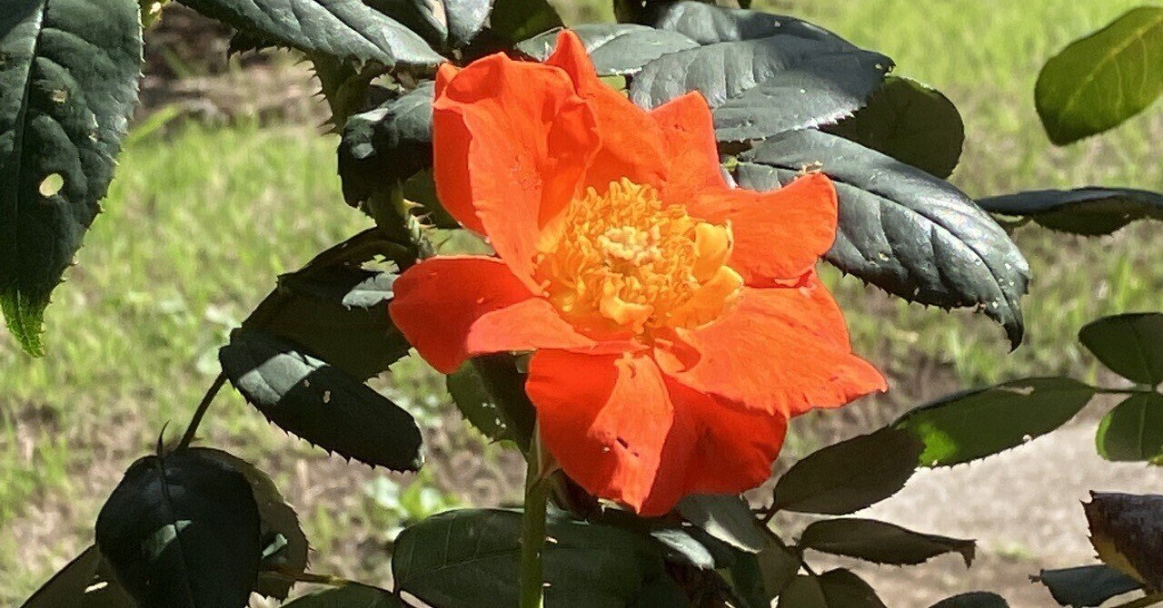 ふと・・・思う｜poporin