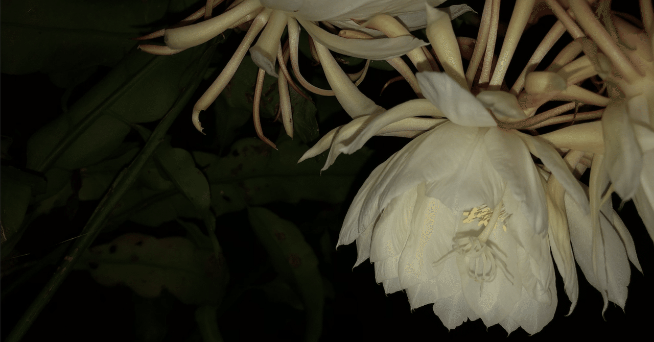 1巻66番〜作者 置始東人｜ichiro70