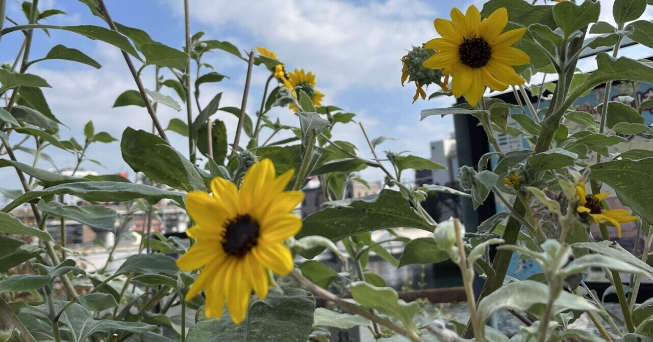 Step by Step｜irijat_1129