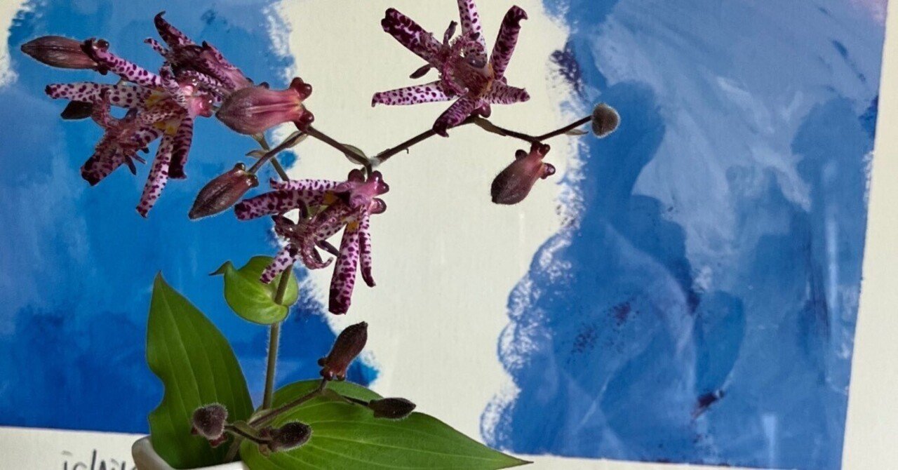 iichiさん（手作り市場）｜おのだ希