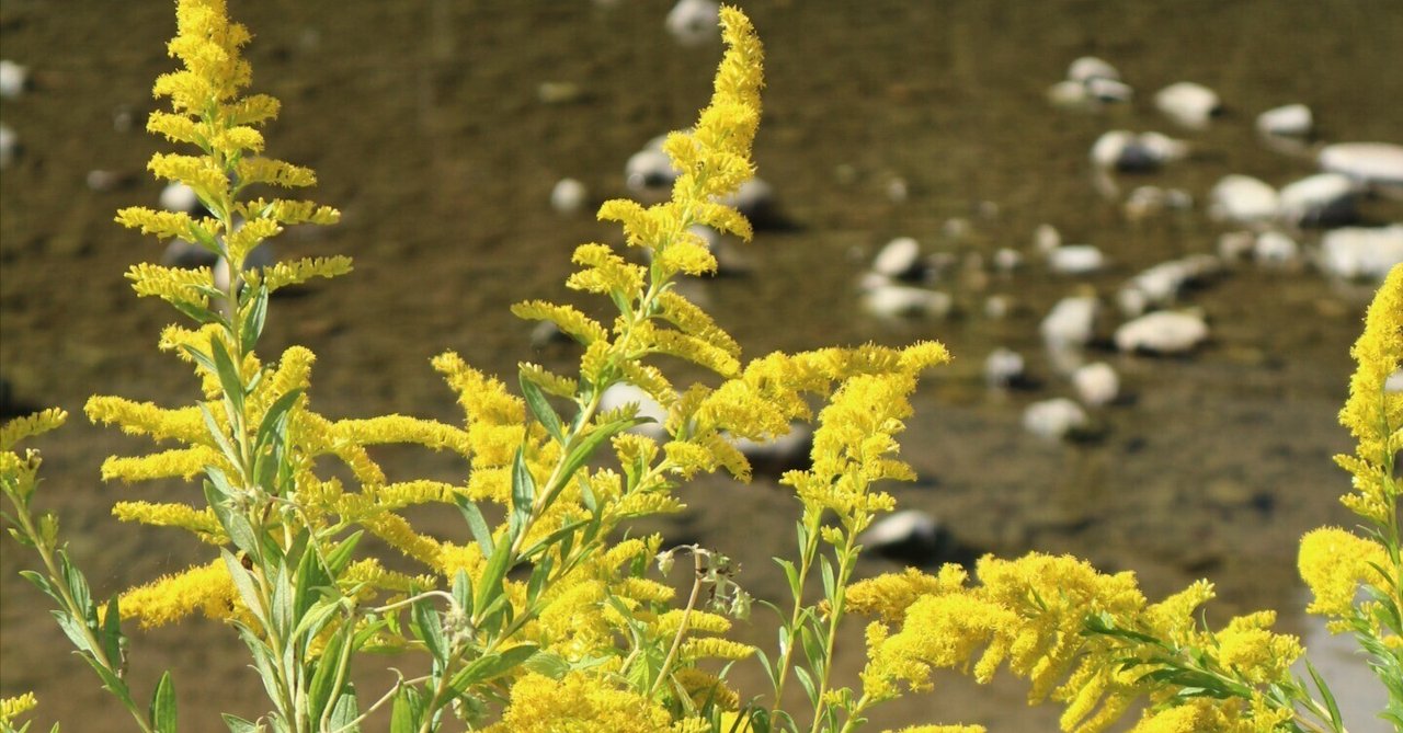 セイタカアワダチソウ 3｜mao_asobi