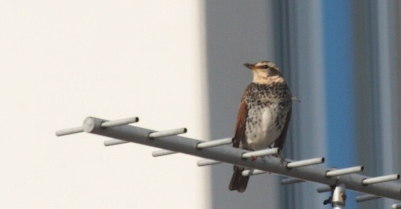 ツグミ #2 -Hakodate,Fall 2023｜Yosuke Enomoto