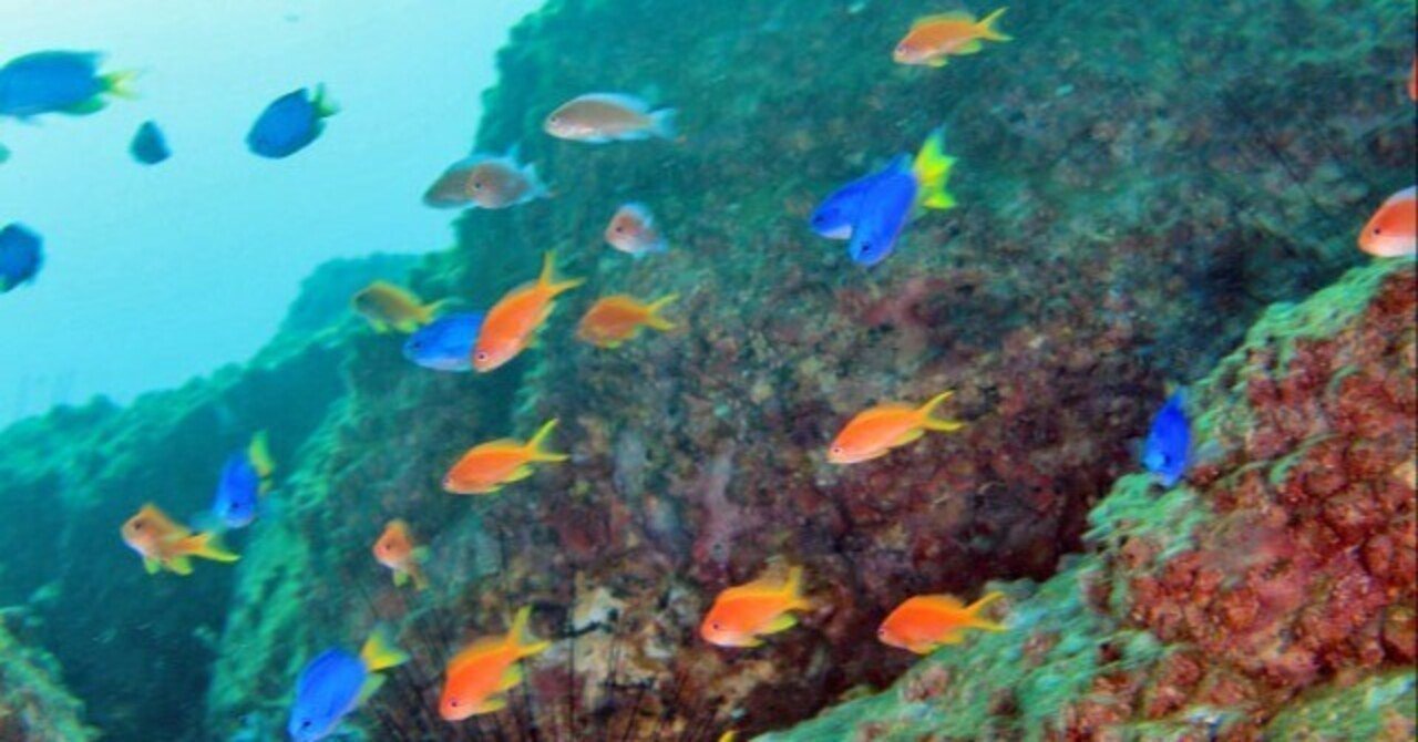 カラフル｜tetsu takashi