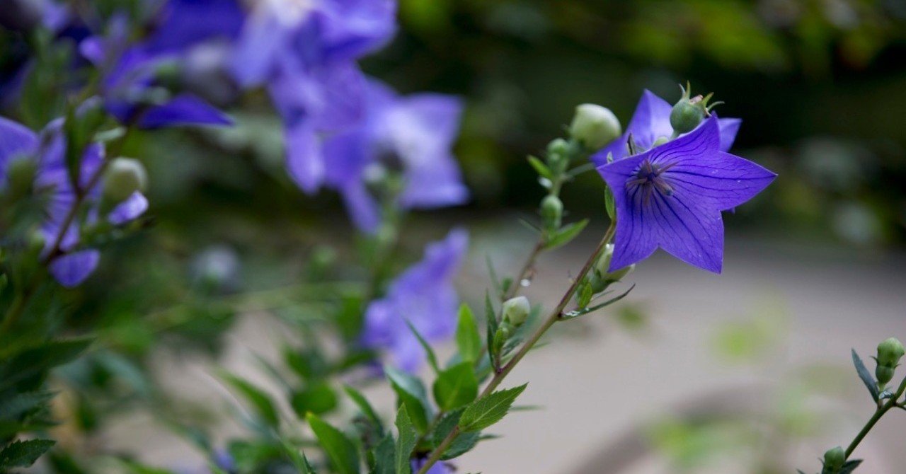 ポン！と咲く紫のききょう｜BitBeans｜note