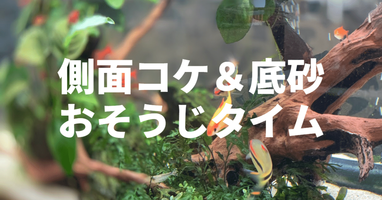 2019年5月末の水槽おそうじ｜daharas｜note