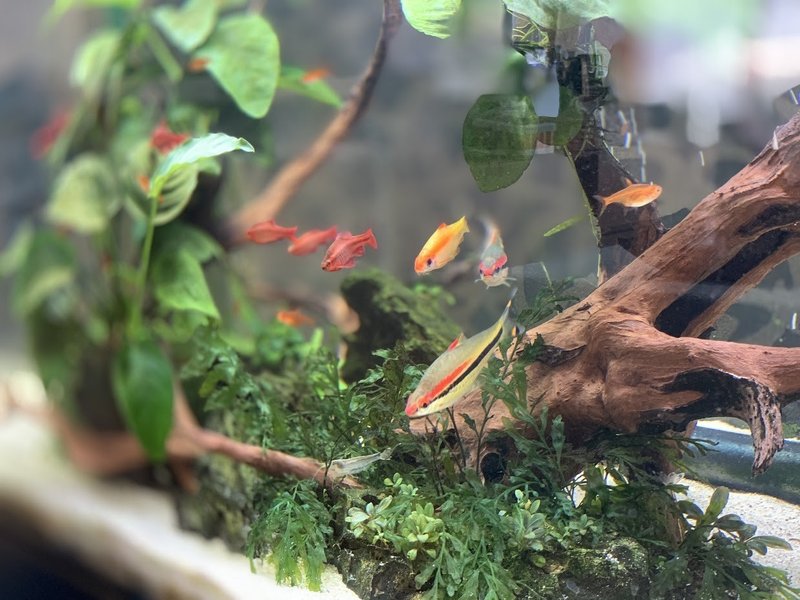 2019年5月末の水槽おそうじ｜daharas｜note