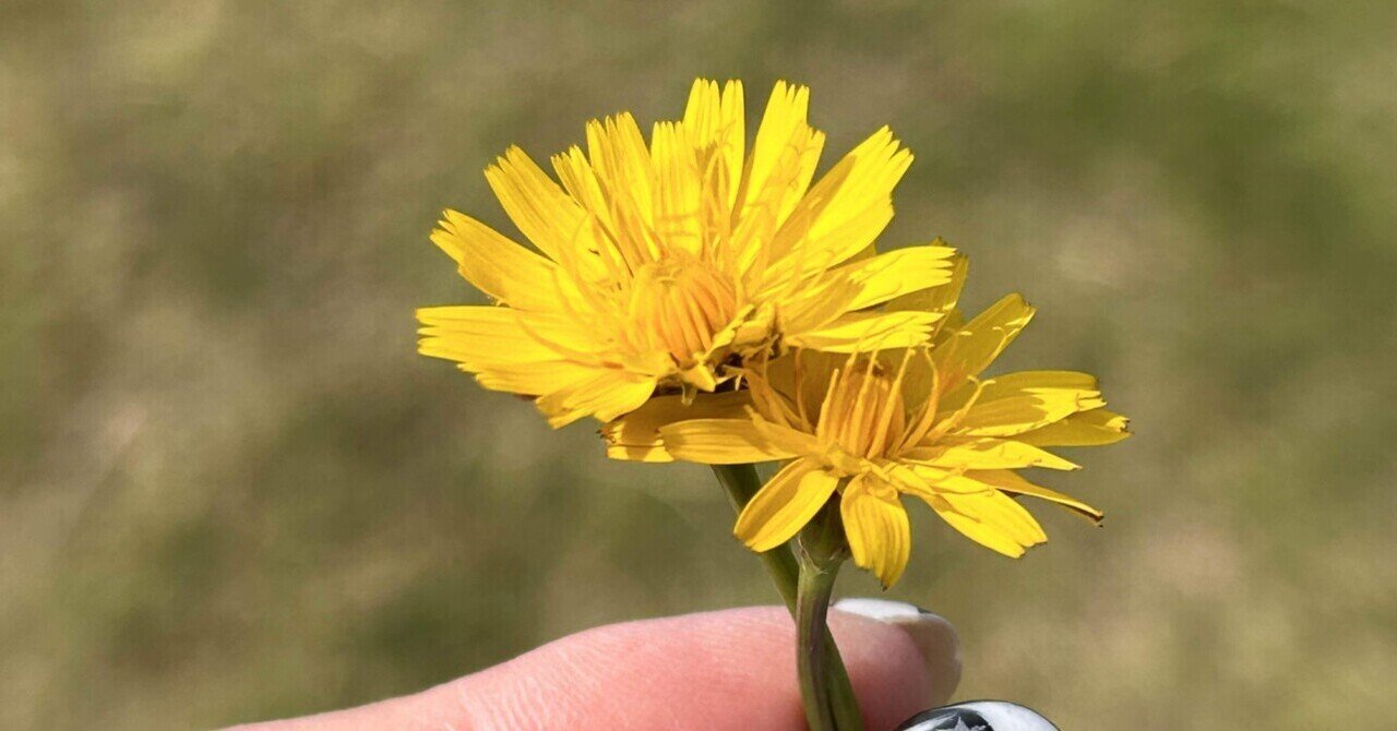 塩について。ミネラルは大切。減塩すると病気になるよ！｜asami hase