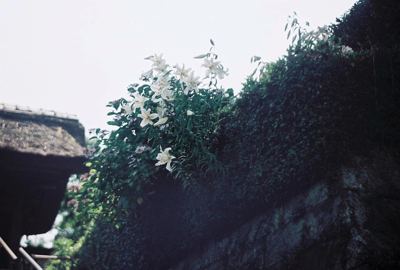 film camera_5｜Kanaco