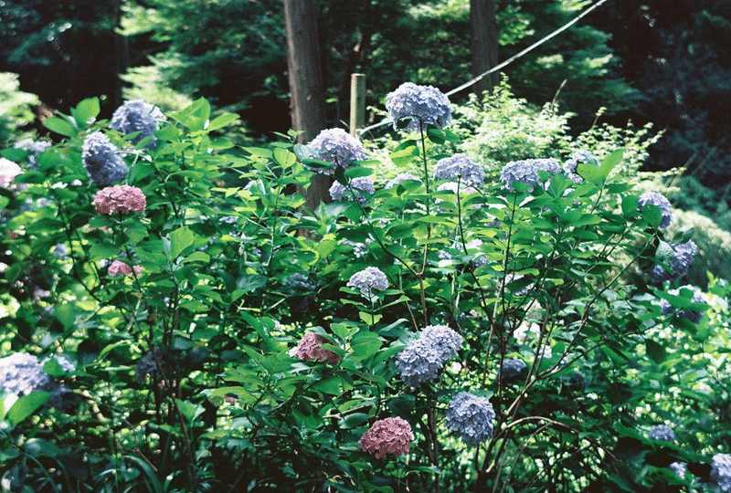 film camera_5｜Kanaco