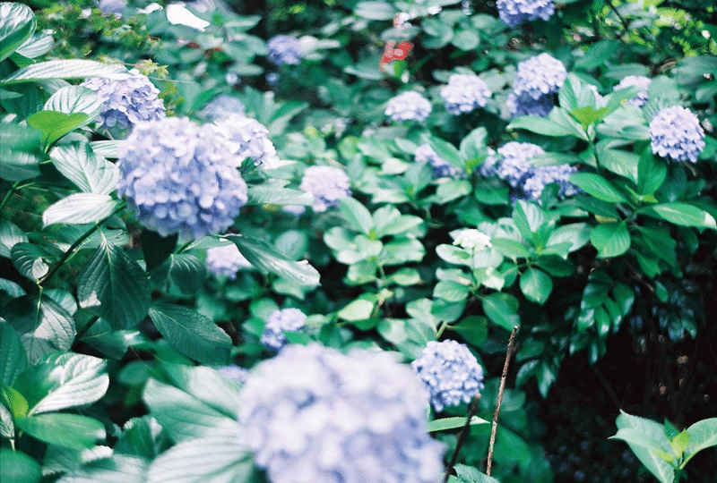 film camera_5｜Kanaco