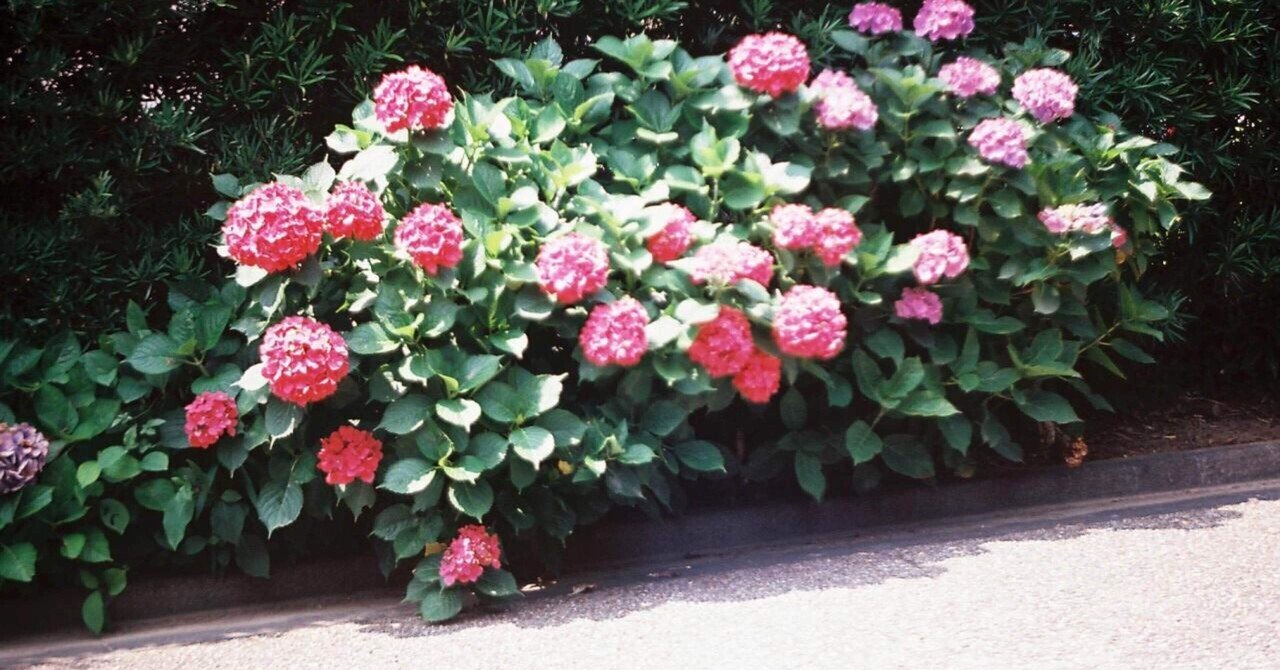 film camera_5｜Kanaco