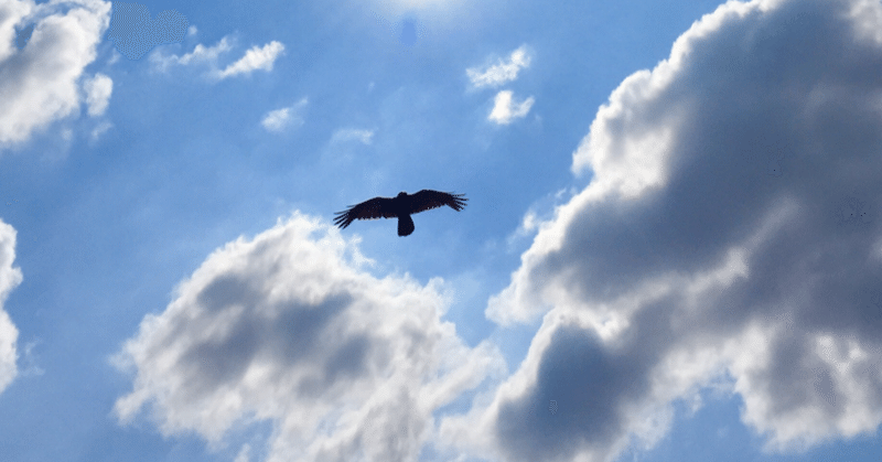 解の公式でも解けない…Ep4｜shirohana