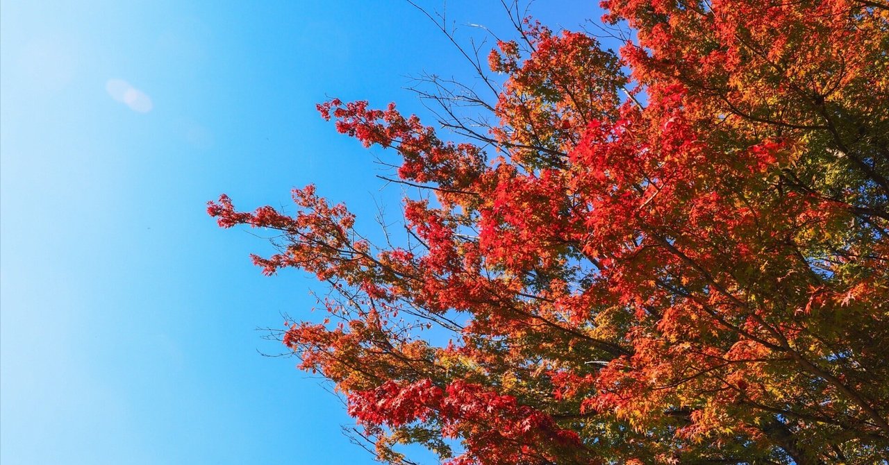 高尾歳時記 2023年10月27日（金）｜悠星 Yusei