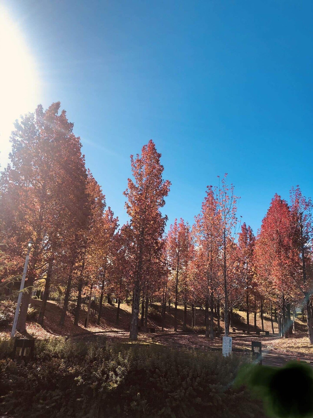 秋の日差し｜ユメカ（Yumeka.yy）