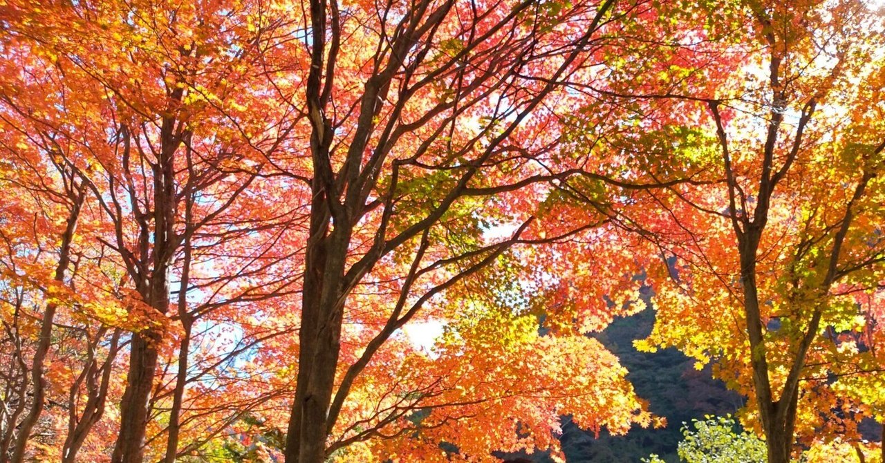 日々のこと2023.10.23〜29｜ie_tsukuru