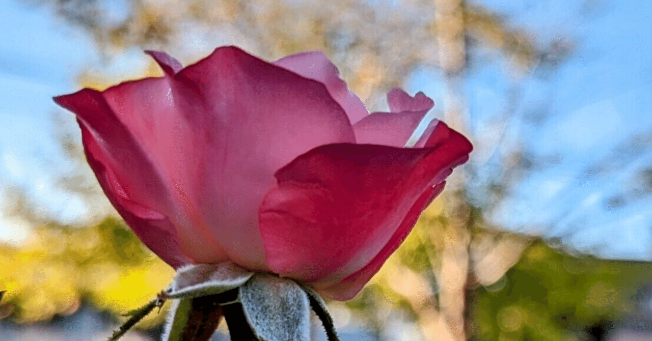 眠ル繭｜neji bit