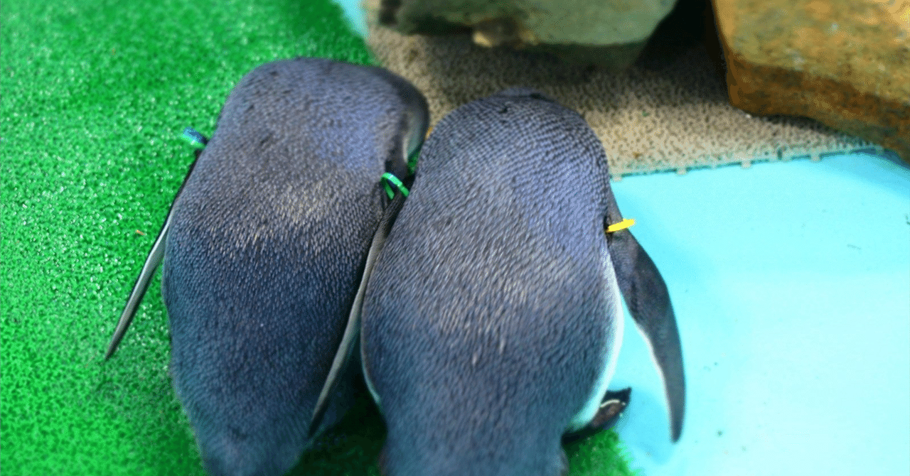 One reason why you shouldn't apologize before you get a complaint.｜Sai ...