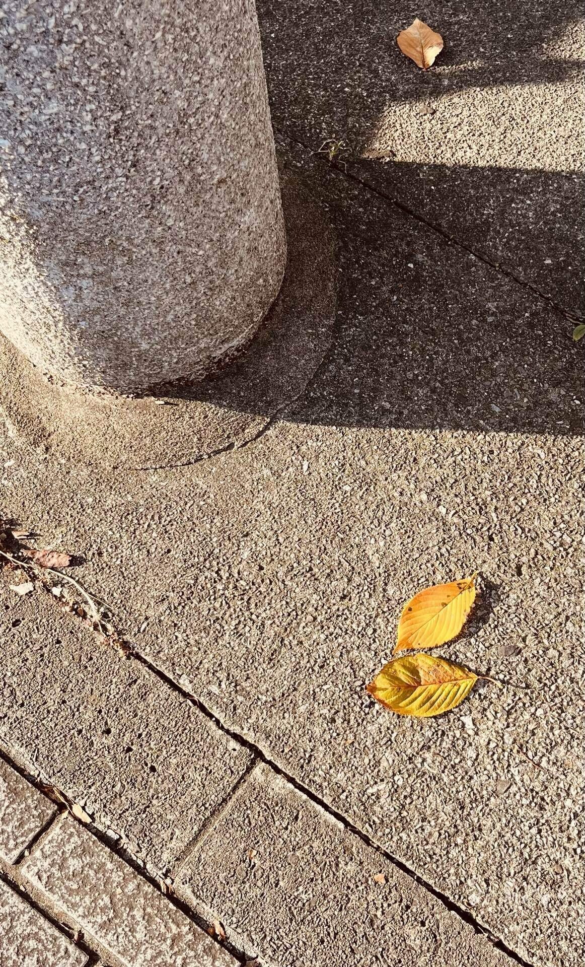 どうしてだろう。苦しんでいるって知ると、私への塩対応さえ、その人にとって支えかもと思ってしまい、声をかけ続けてしまう。がんばれ、なんて絶対言えないから。 https://note.com ...