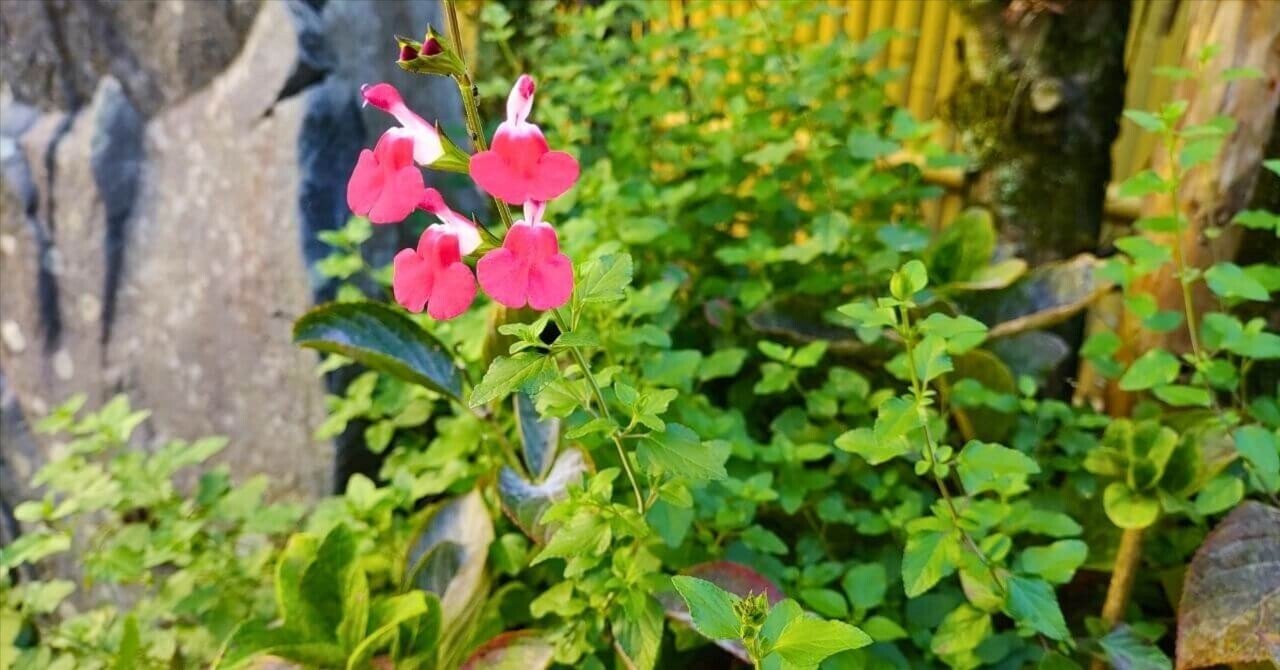 この花の名は…|意外とスタイリッシュな名前で耳を疑う｜jagaimo