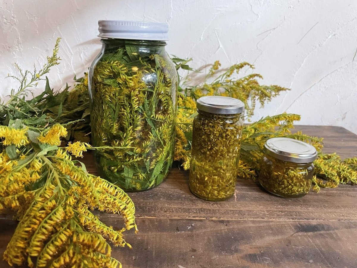 セイタカアワダチソウの花のはちみつ漬けとお花シロップ｜Happy☆Smile 自然療法アニマルホメオパス