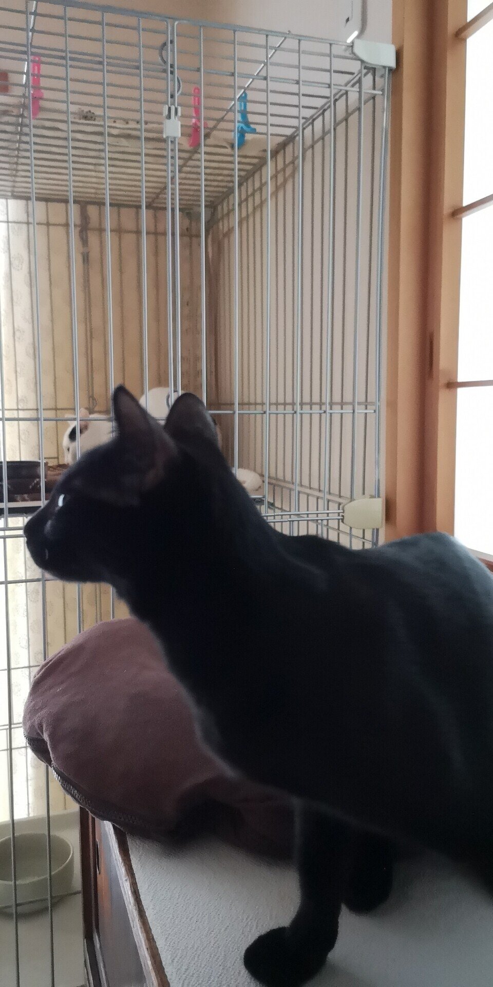 ネコ2世というエジプト王がいたと知る。 Necho II、エジプト第26王朝第2代ファラオ。ネコは古代ギリシャ読み。正確にはネカウ（Nekau ...