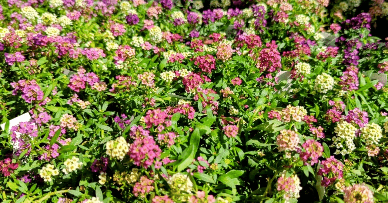 linux 技術動向 istribution Release: MX Linux 23.1｜blue06_2022