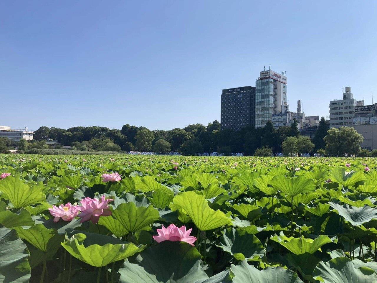会いたいのに ずっと一緒にいたいのに 自分から想いと違う提案をした 距離をとろうと思う気持ちと すぐにでも会いたい気持ち 想いが溢れて 好きで好きで どうにかなってしまいそうな私を もう1人の