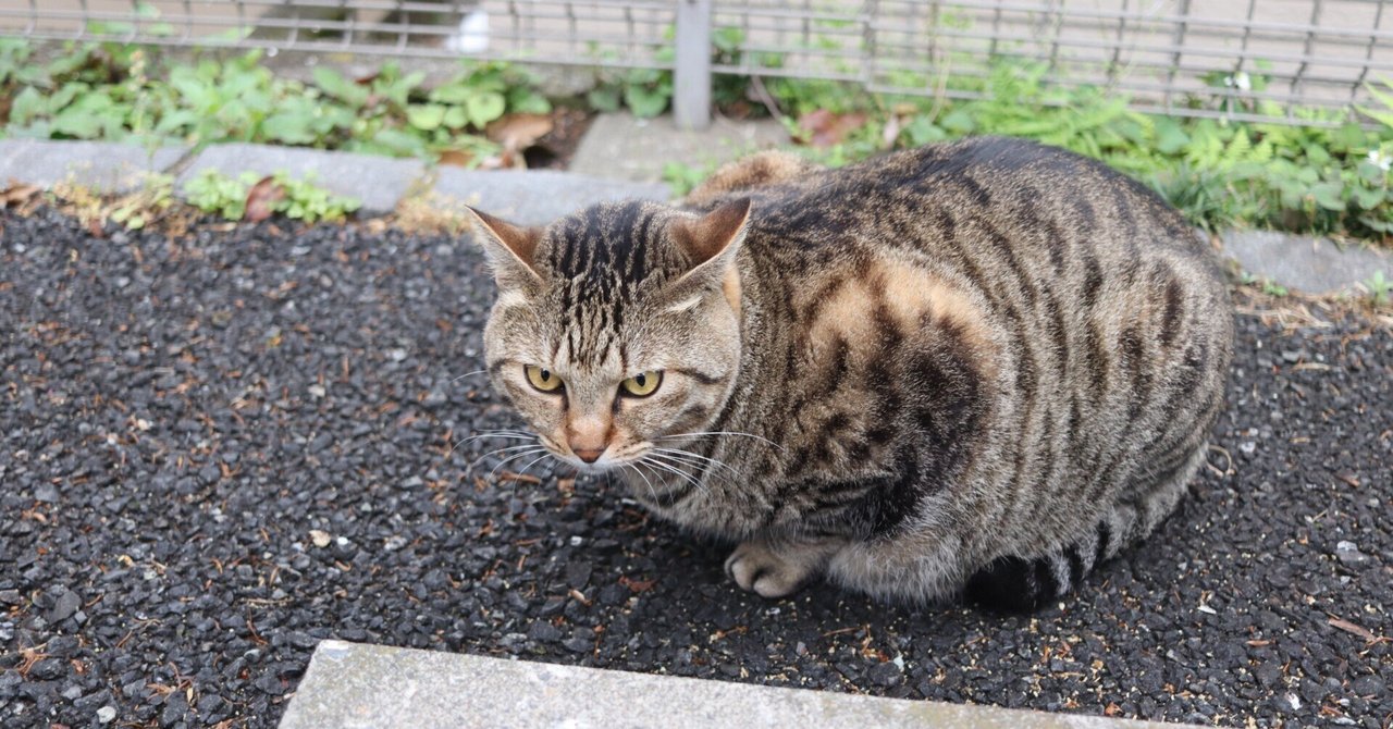 ブラック★ロックシューター｜紅＝猫の瞳に恋する執事 Ti amo♡ ＃キジトラ ＃note ＃小説 ＃エッセイ ＃猫がいる幸せ