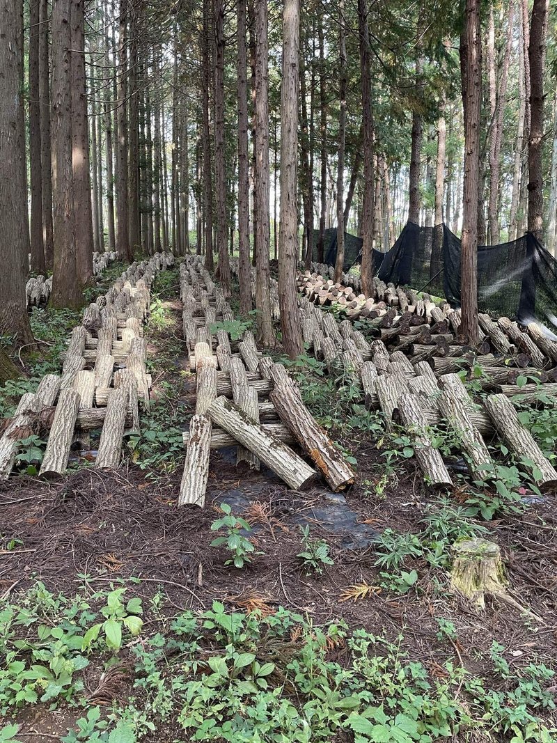 来年に向けてクラファン！｜Osada Takuya