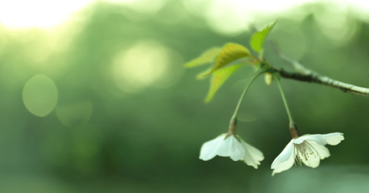 夢を叶える｜ikumi hirota