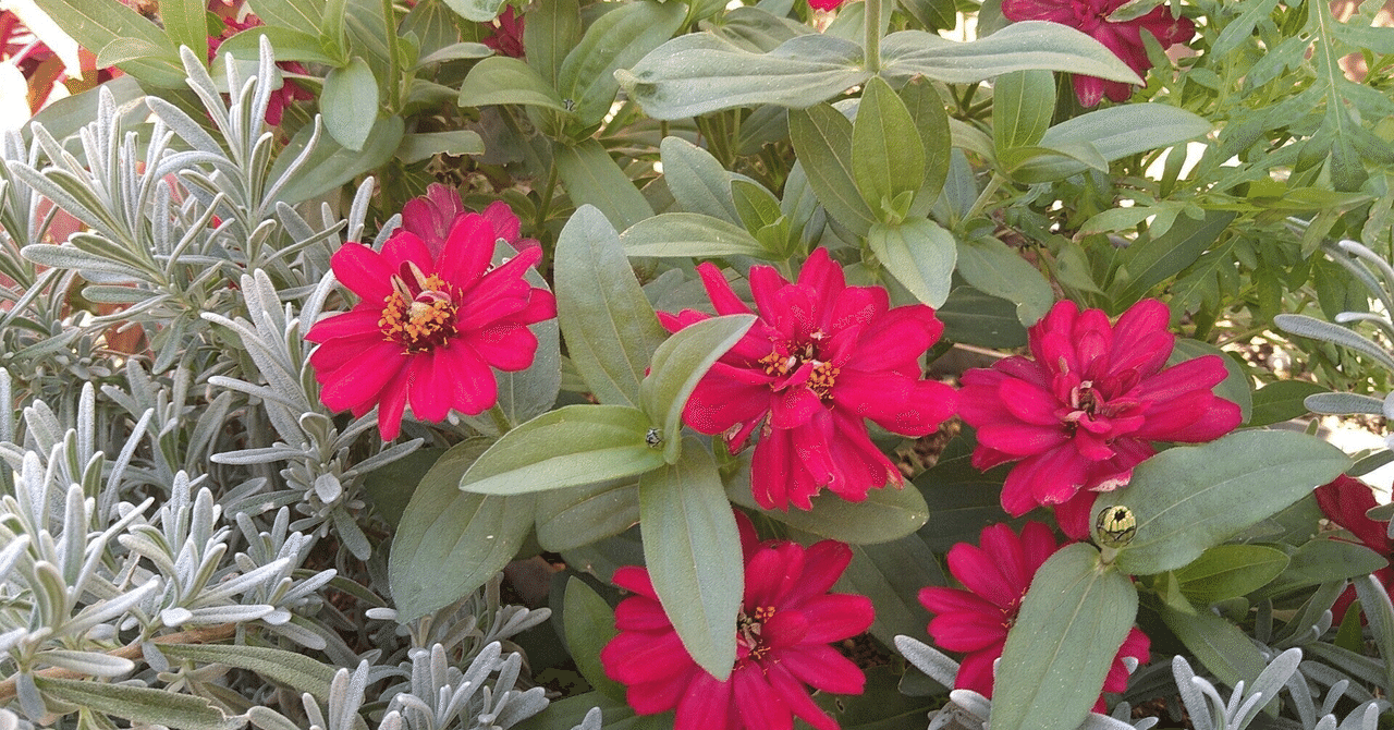 unbuntuubuntu 23.04ja volta install｜blue06_2022