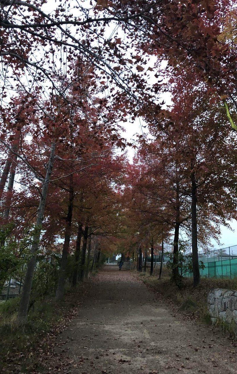 秋が香る｜ユメカ（Yumeka.yy）