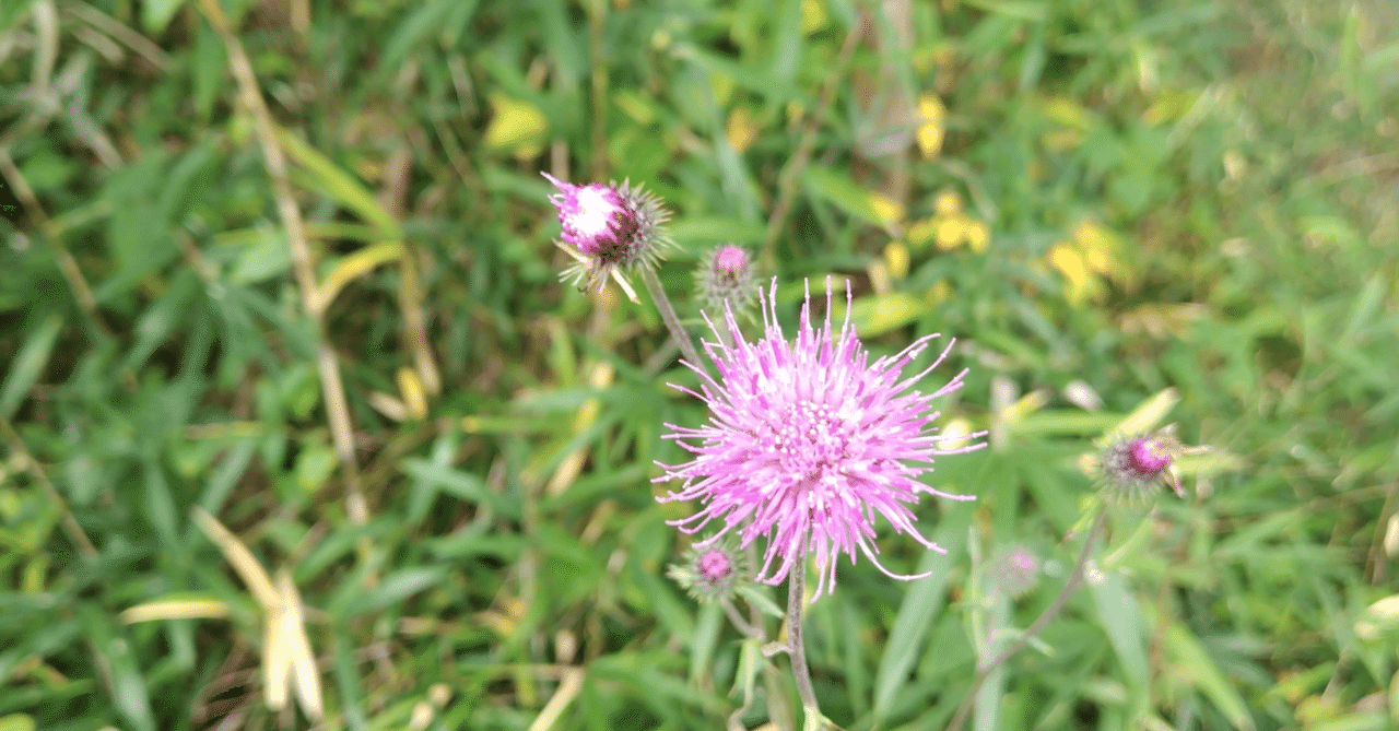 「運命」ってあるのかもしれない…｜sikuramen