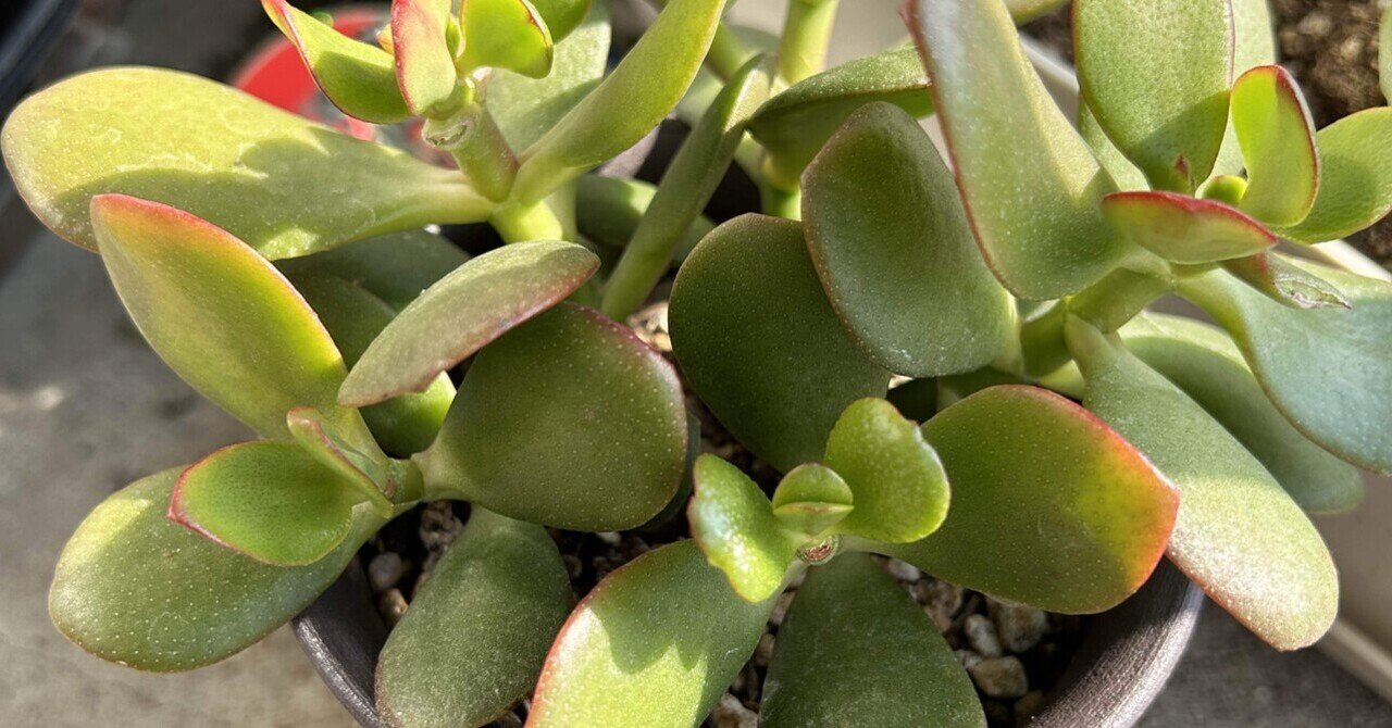 金のなる木、嫁に行く｜kimi