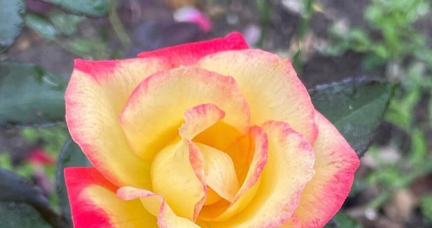 Hirohito Daisuke｜note