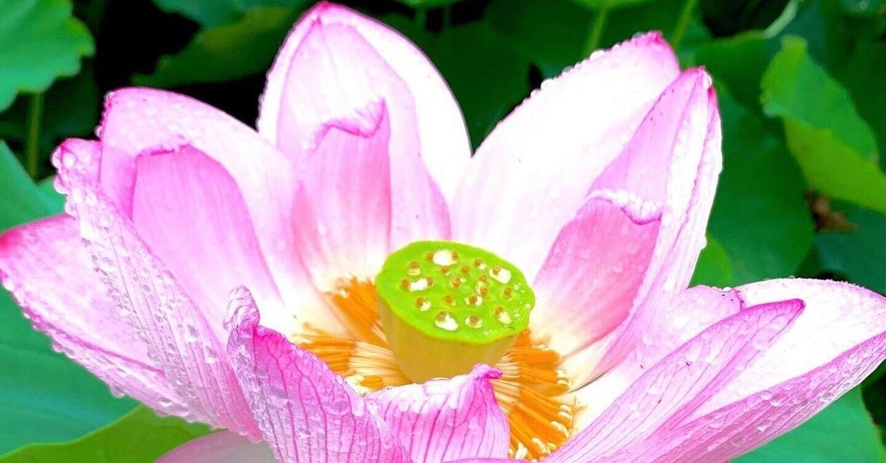 「抱いている幸福は種です。 分かち合う幸せは花｜Hirohito Daisuke