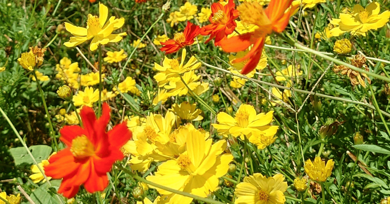 linux 技術動向 Kubuntu｜blue06_2022