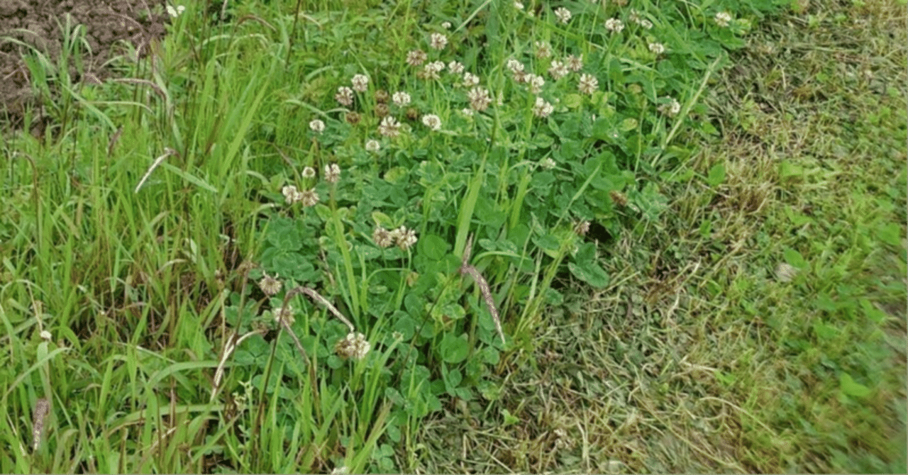 未知の散策：近所の秘密を発見する｜Chie Ishikawa∣自分の想いを言葉にする魔術師